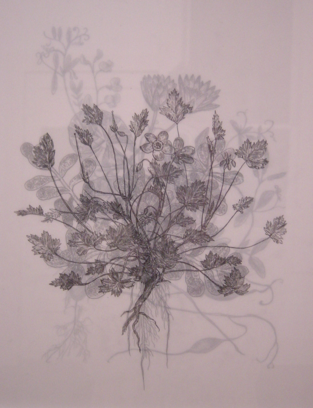 Lawndale ⁄ Leigh Anne Lester