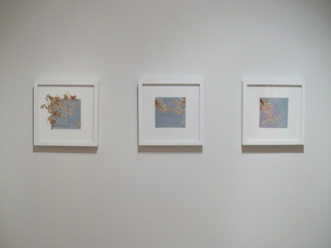 Lawndale ⁄ Kimberly Hennessy and Deb Karpman